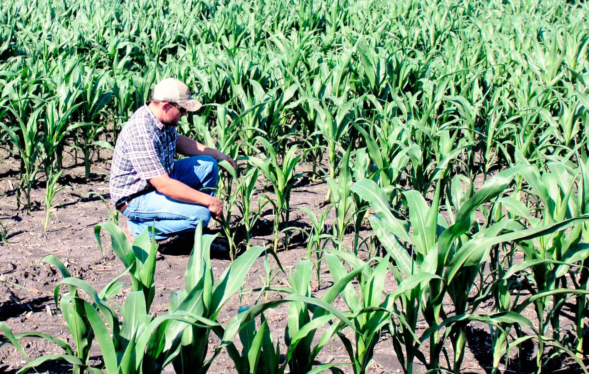 Crop monitoring copy Uhurulabs
